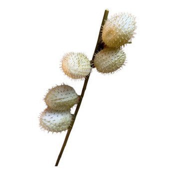 White Thorn Apple Artificial Decoration Plant - Future Decor – Future ...